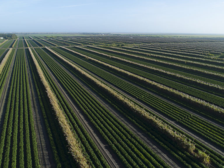 Home of Farm Fresh Produce | Lipman Family Farms